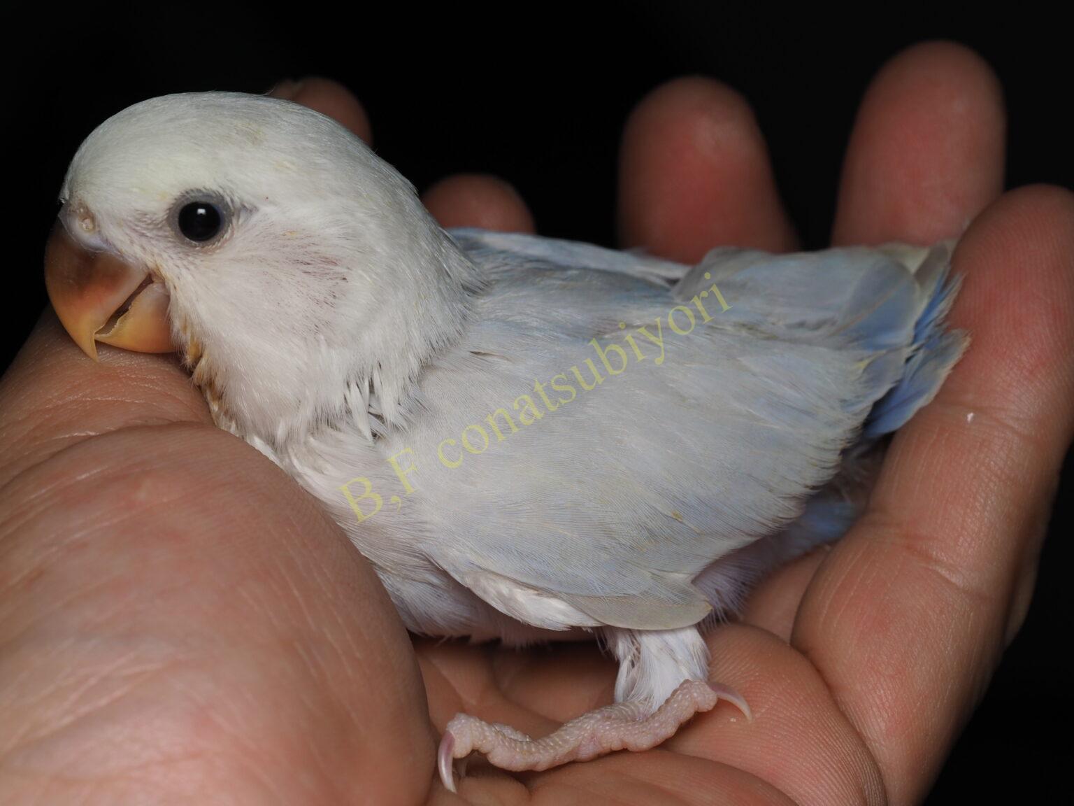 休息と再開 そして秋雛シーズン到来\(^o^)／ | Bird Farm 小夏日和／東京・関東のコザクラ＆ウロコインコのブリーダー